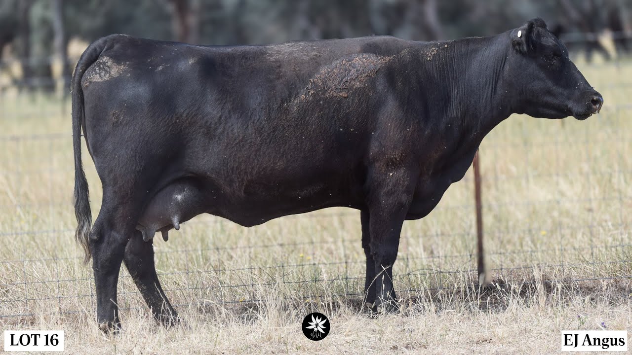 LOT 16 - CGRR21 - YouTube