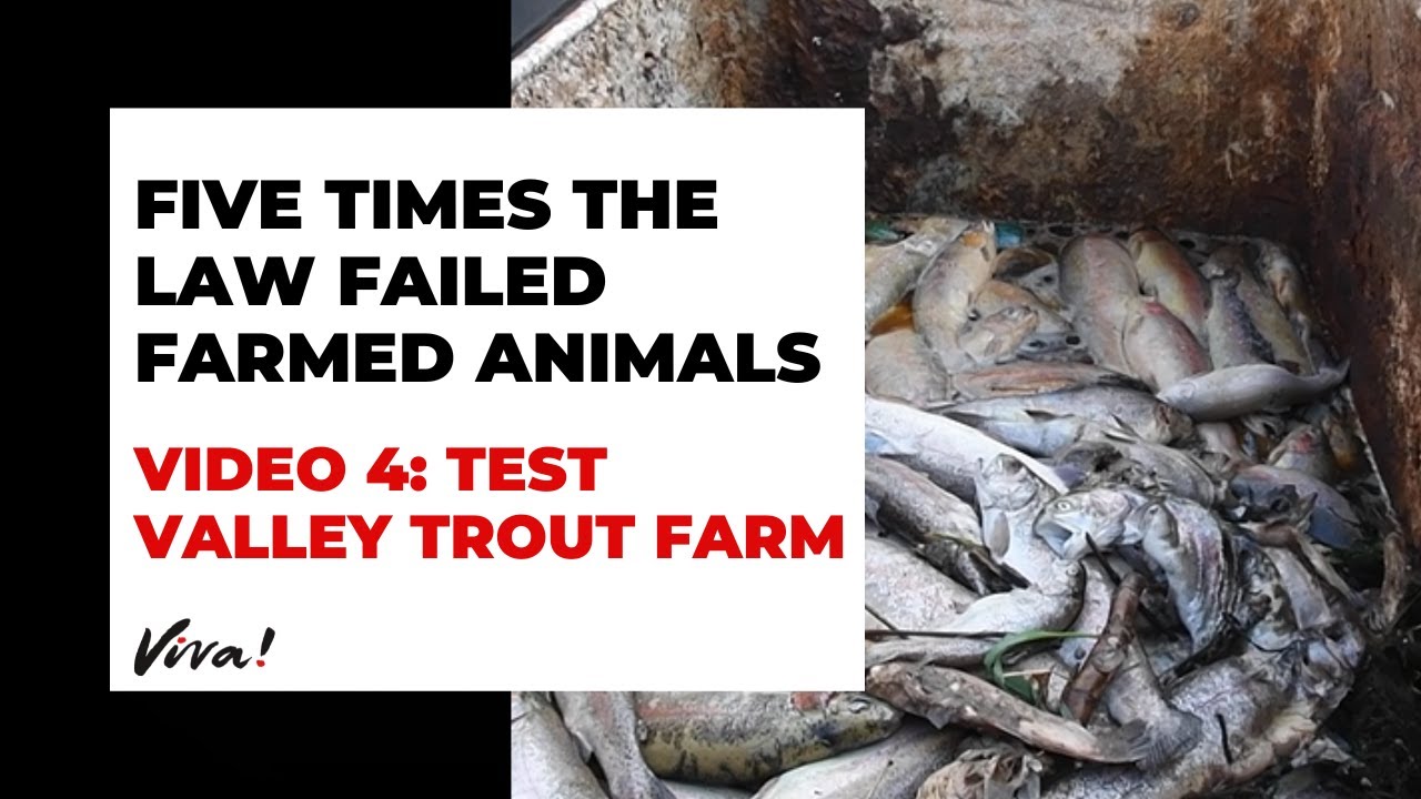 The #LawFails farmed animals | Test Valley Trout Farm | Viva ...