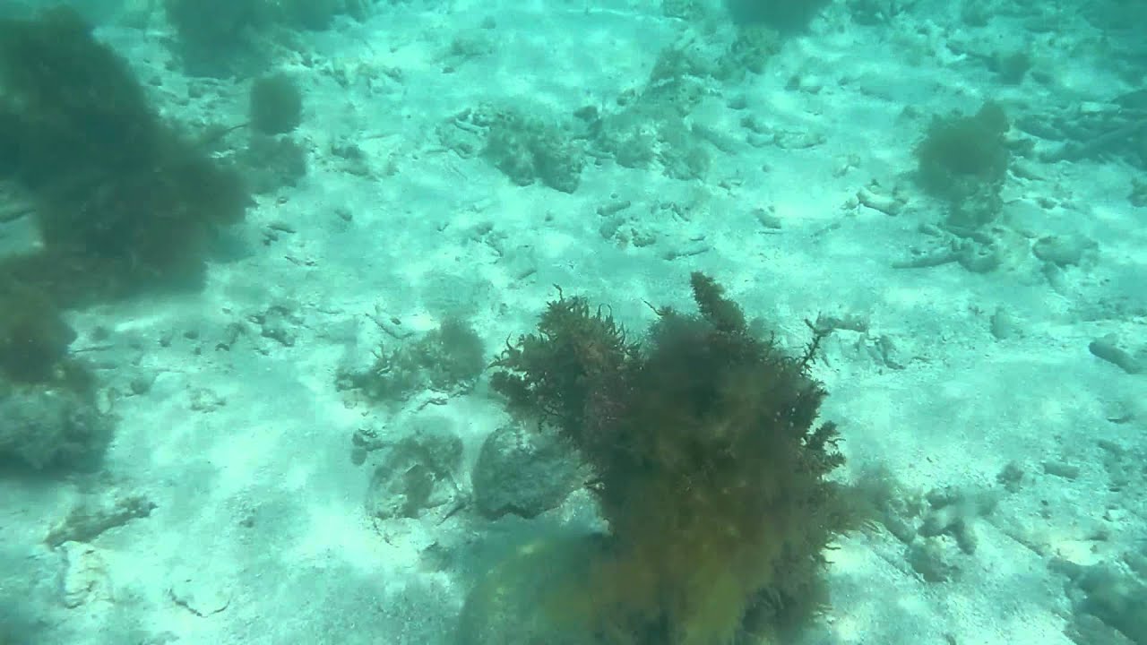 Nikon COOLPIX AW100 1080p Underwater Test