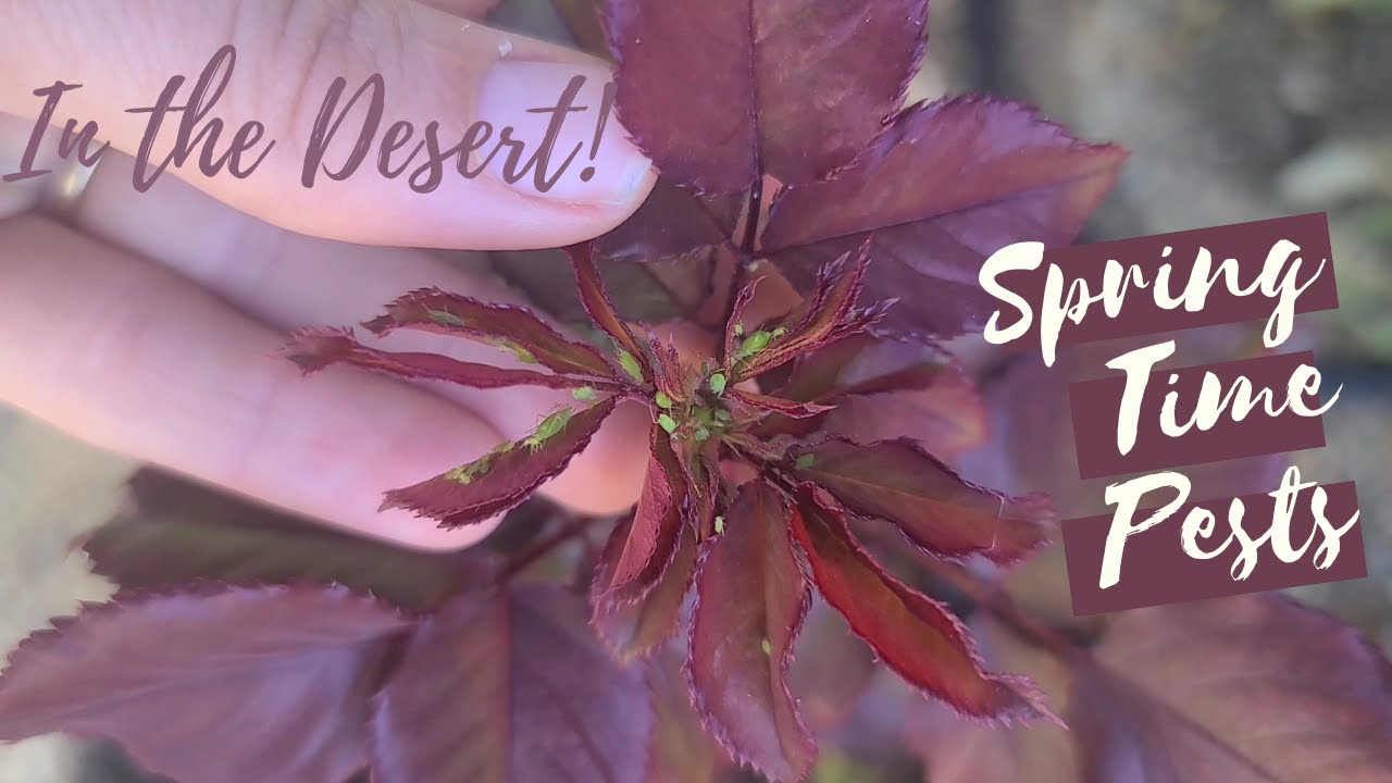 Spring Time Pests; Treating Roses in Arizona February - YouTube