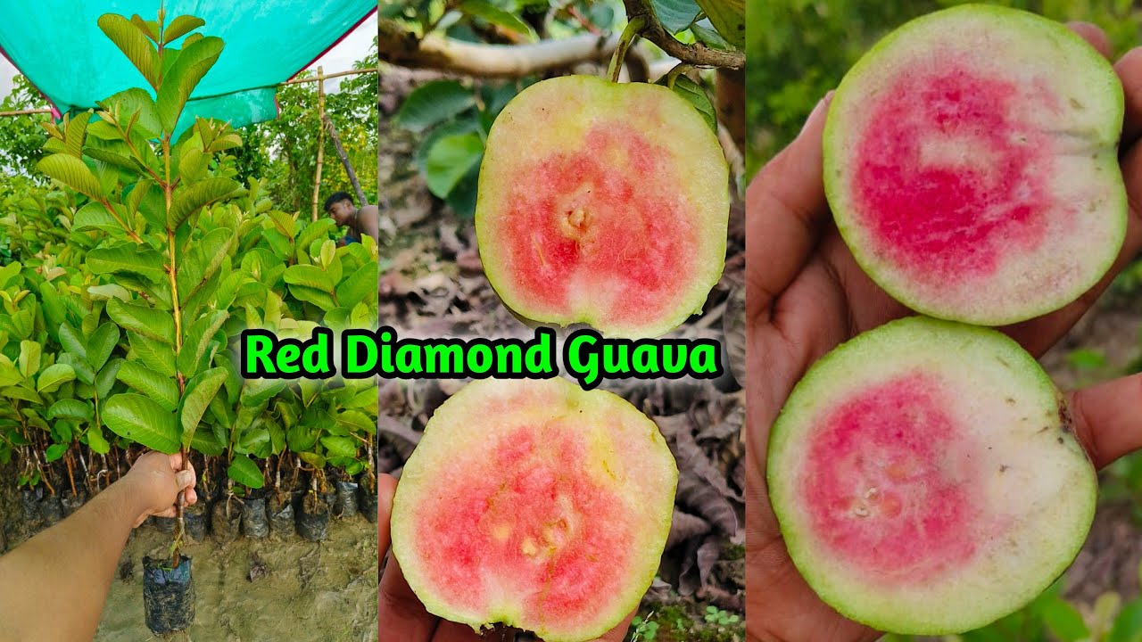Red diamond guava plant available my nursery - YouTube
