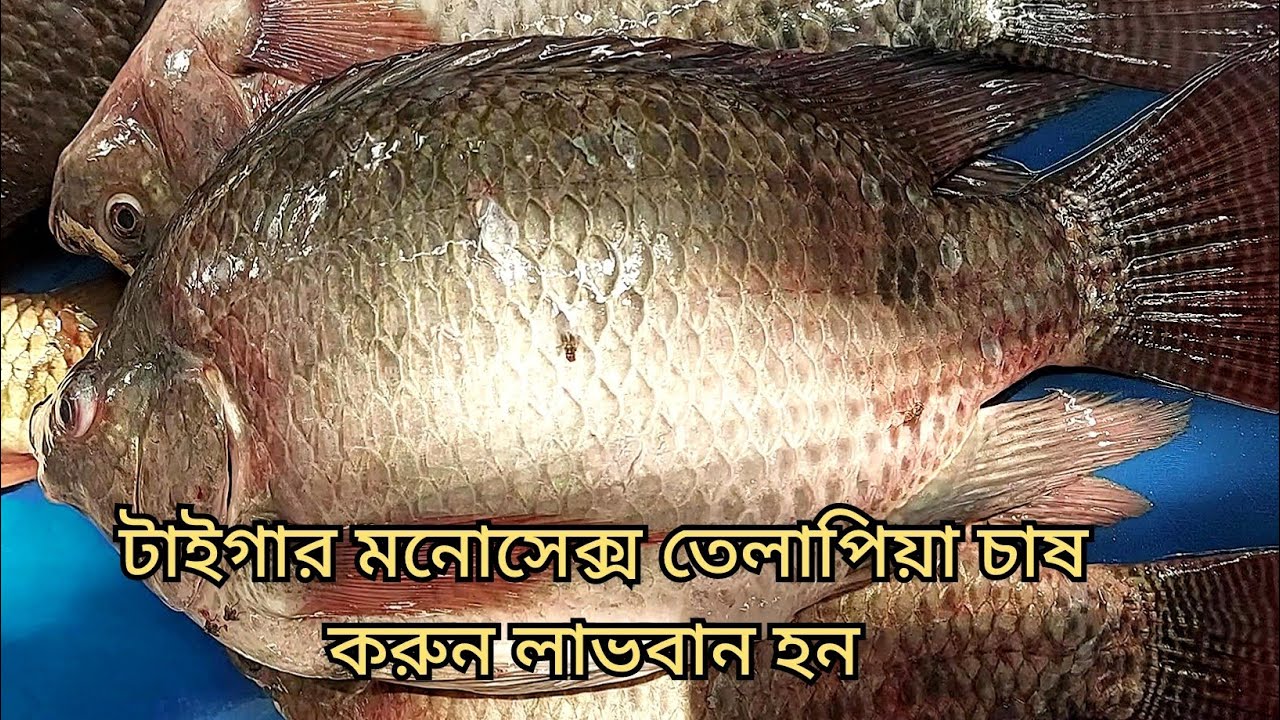 টাইগার জাতের মনোসেক্স তেলাপিয়া মাছের পোনা পাওয়া যাবে|তেলাপিয়া|Tiger ...