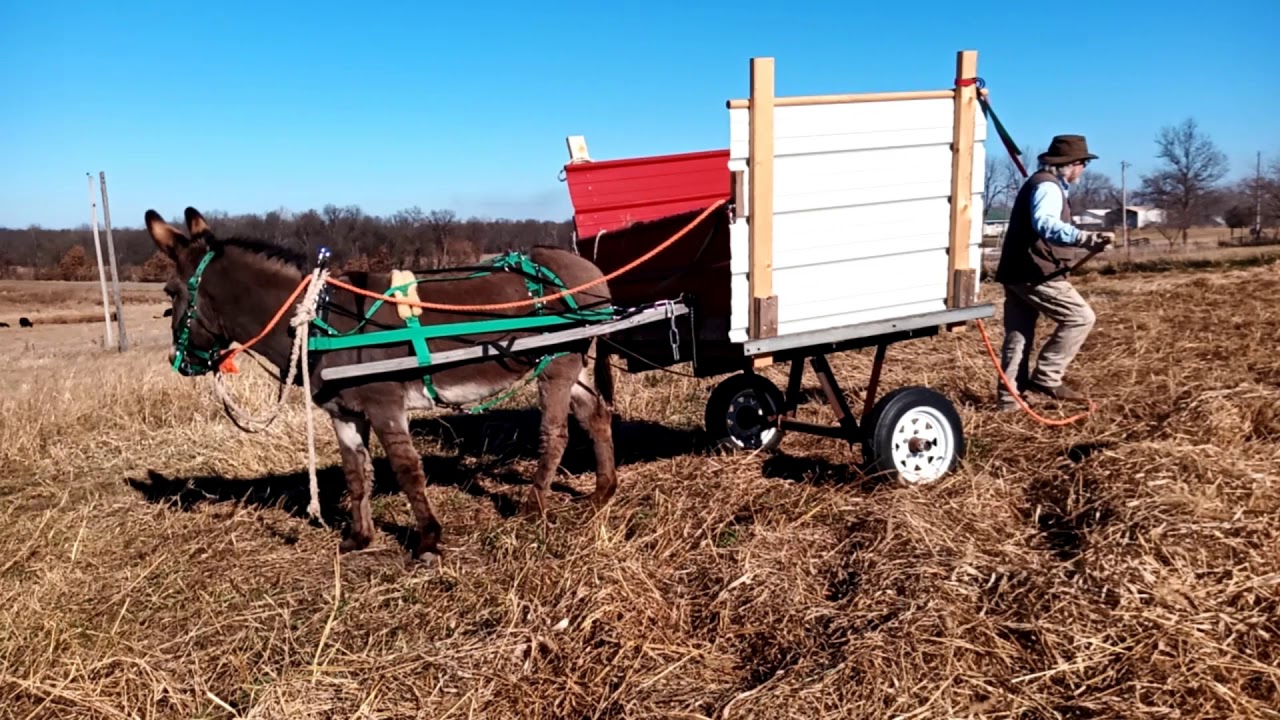 Donkey work, a pleasant day. 20201220 - YouTube