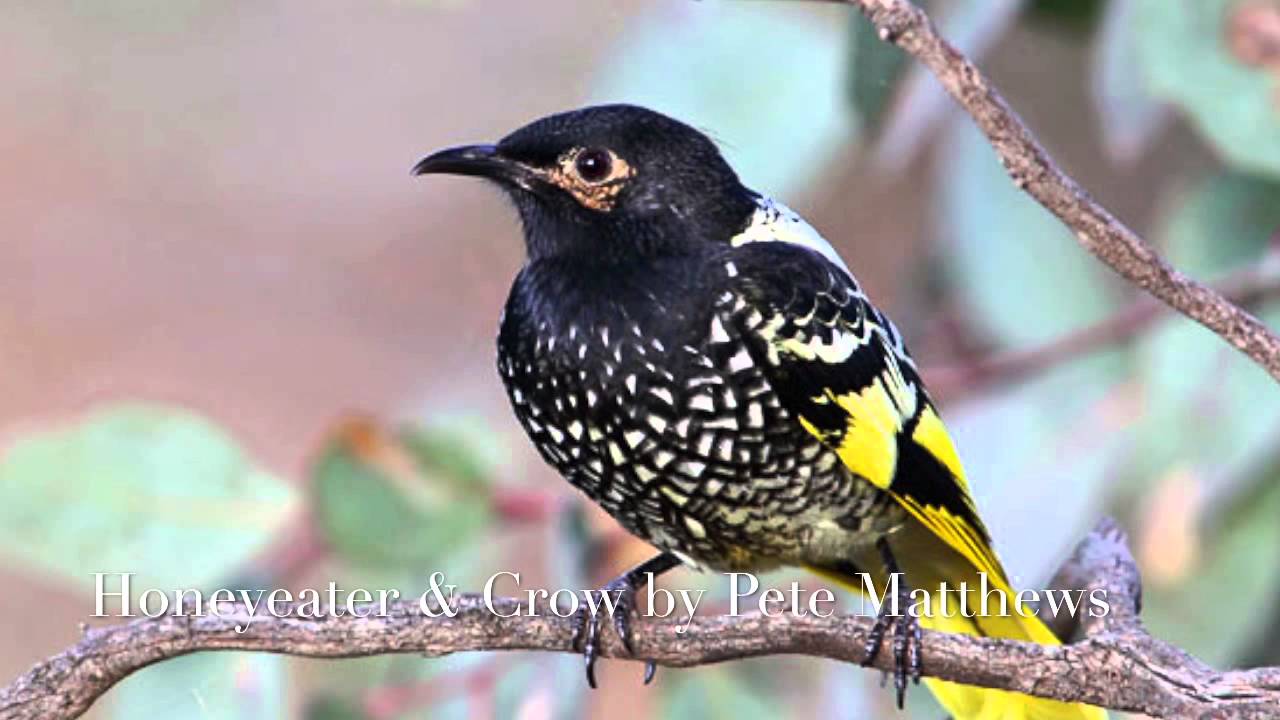 Honeyeater & Crow - YouTube