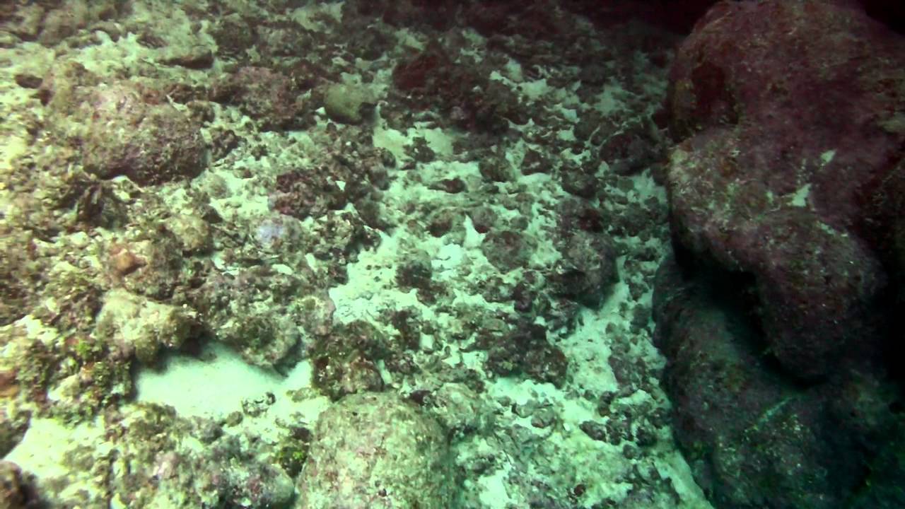 ROATAN HONDURAS BUCEO DIVING 4-6-14 3 - YouTube