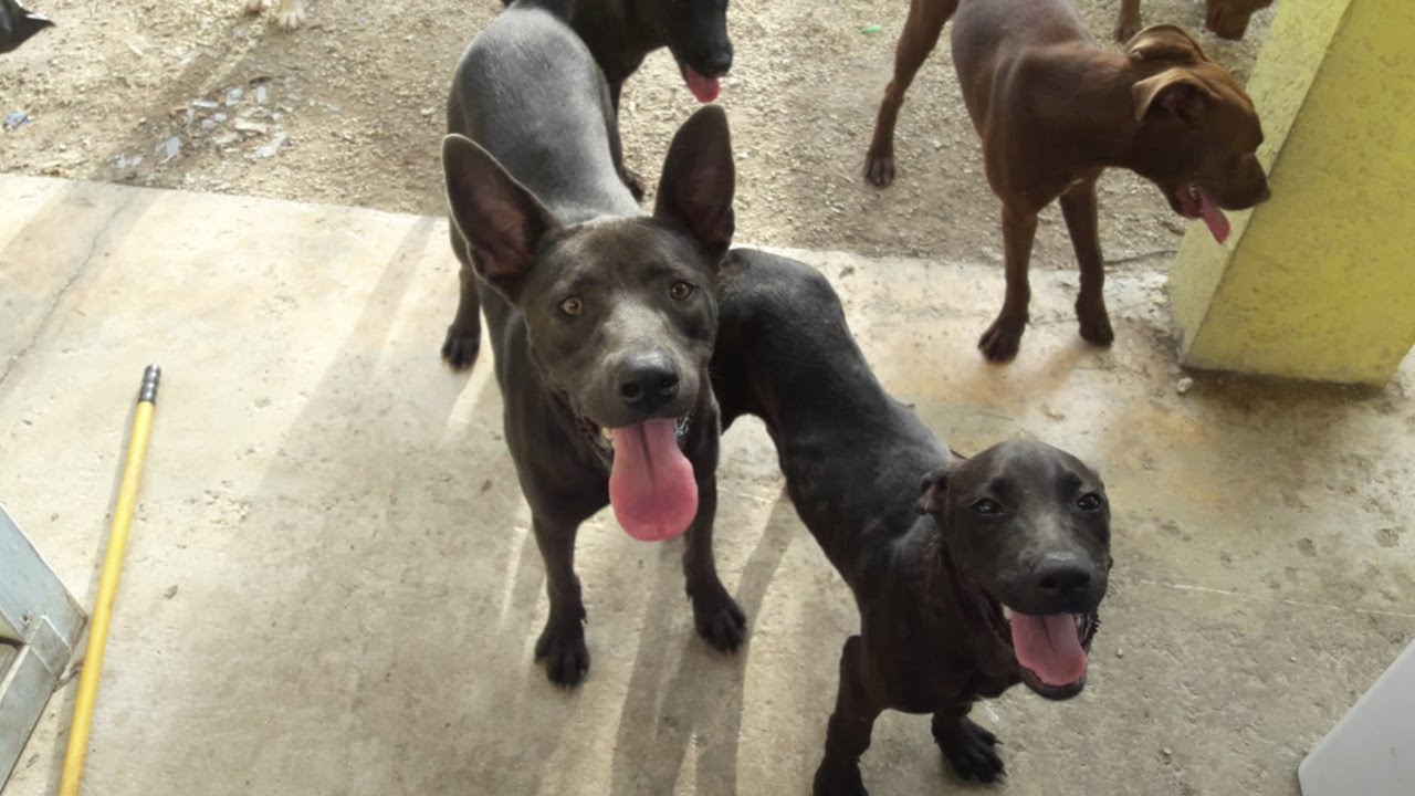 Dogs who survived Hurricane Dorian's storm surge in the Bahamas are up ...