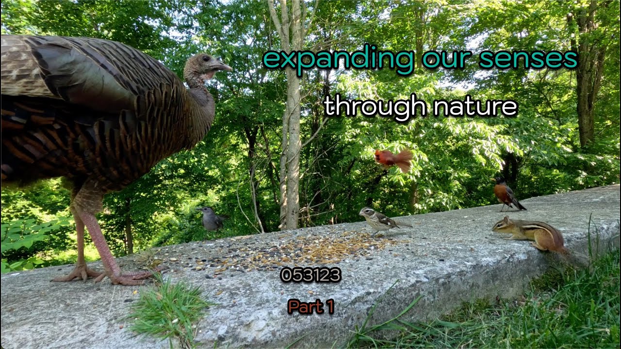 expanding our senses through nature - 05312023 - part 1 - YouTube