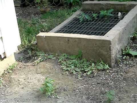 Chipmunks-One With Bot Flies-8-26-2012 - YouTube