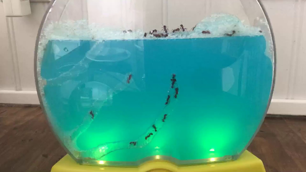 My Ant Farm - YouTube