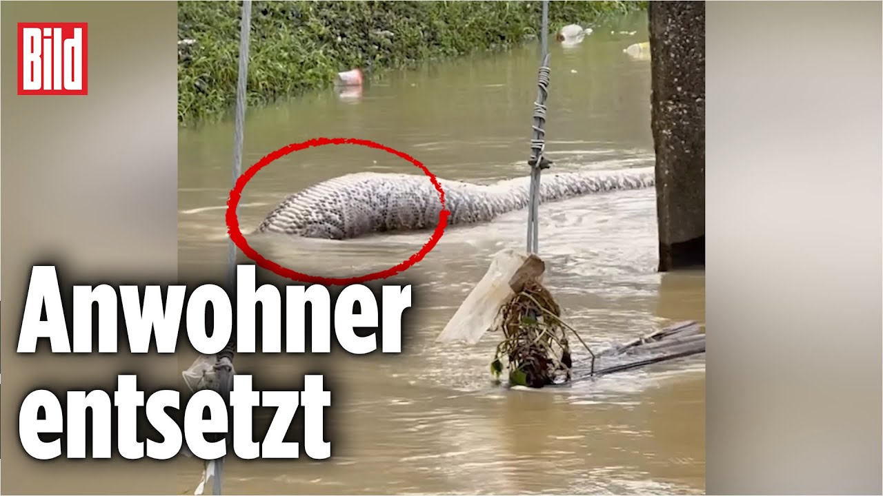 THAILAND: Hier schwimmt ein 6-Meter-Monster - YouTube