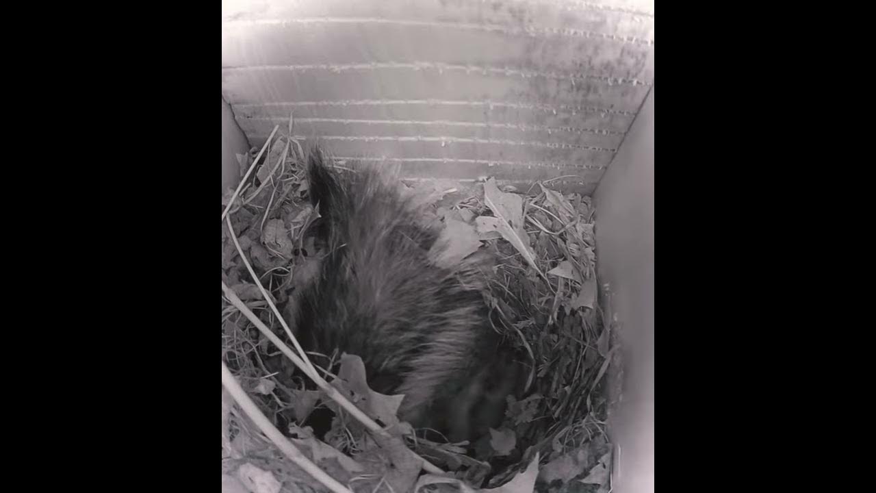 Squirrel Giving Birth On Live Stream March 8 2021 Youtube