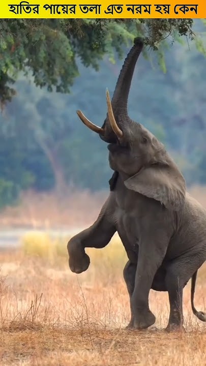 Elephant - হাতির পায়ের তলা এত নরম হয় কেন 😳 #short #shorts # ...