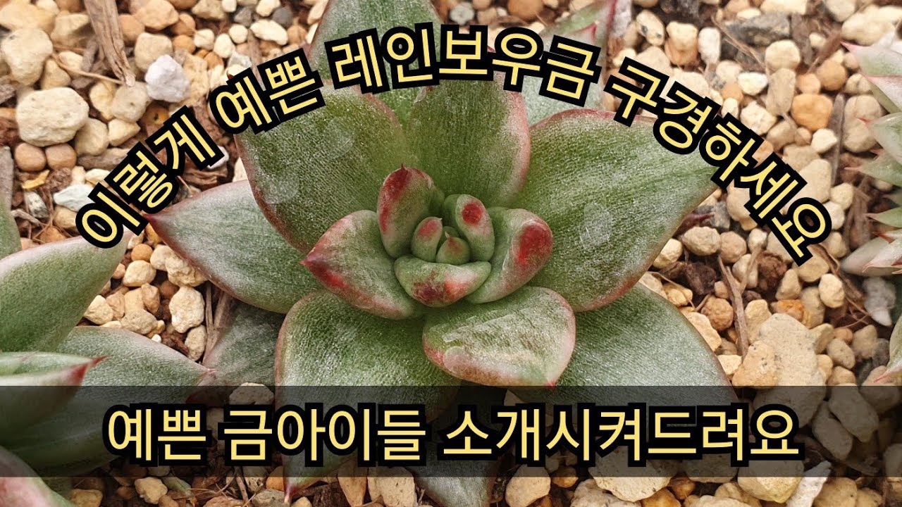 1월 30일 마리아 엘크혼 레인보우 생얼까지 얼른 구경하세요 다육 다육이금 다육이 다육식물 다육이키우기 Youtube