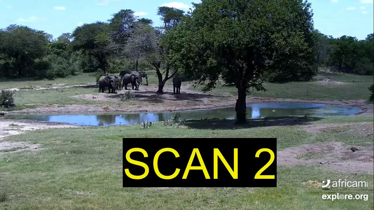 Elephant scan sample practice - YouTube