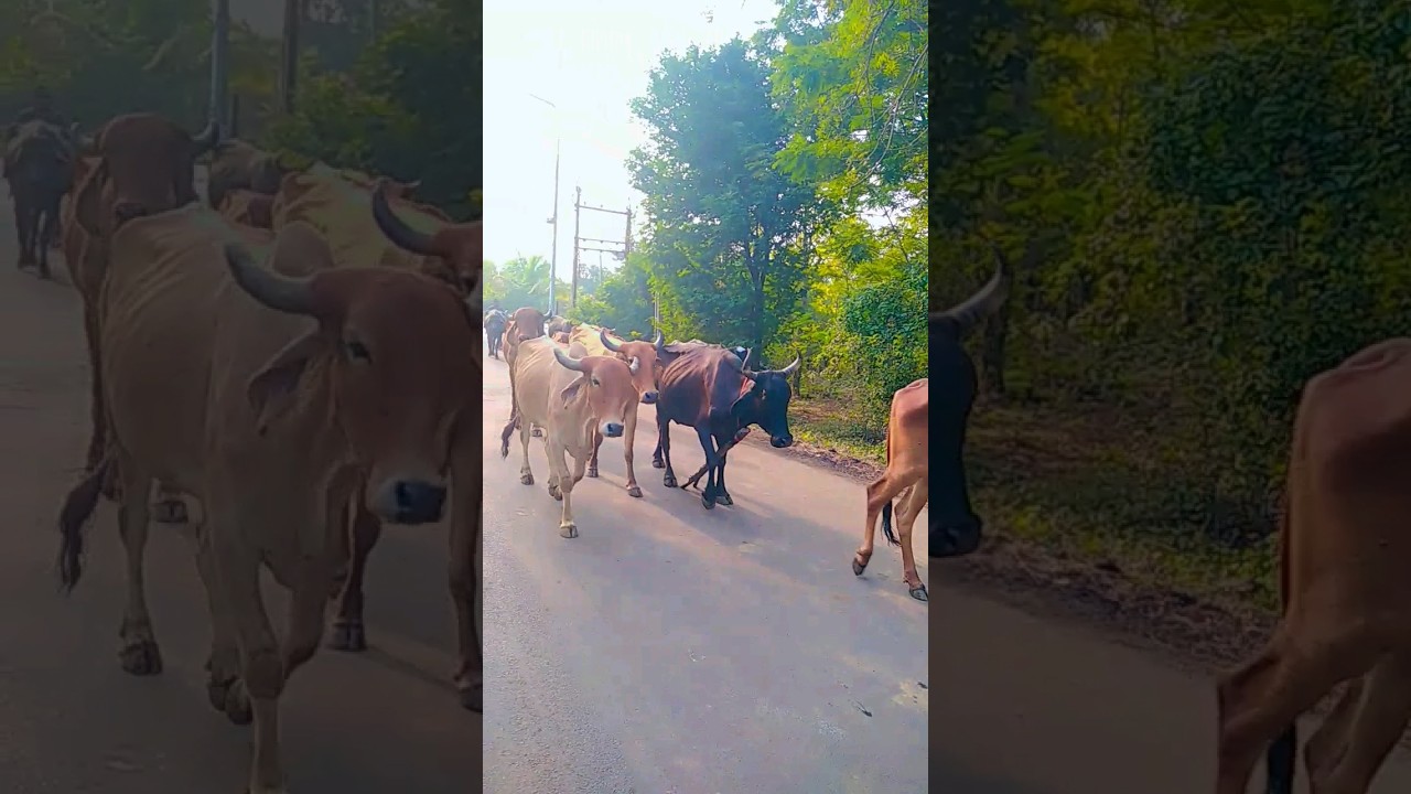 video of Gir Gai. cows and buffaloes #shorts #youtube #viral - YouTube