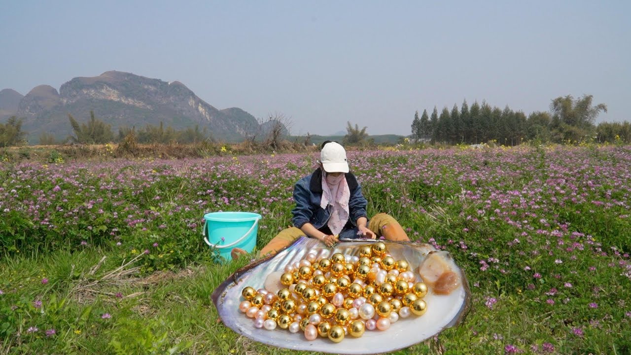Pearls/ugly clams are filled with gold pearls. The process of releasing ...