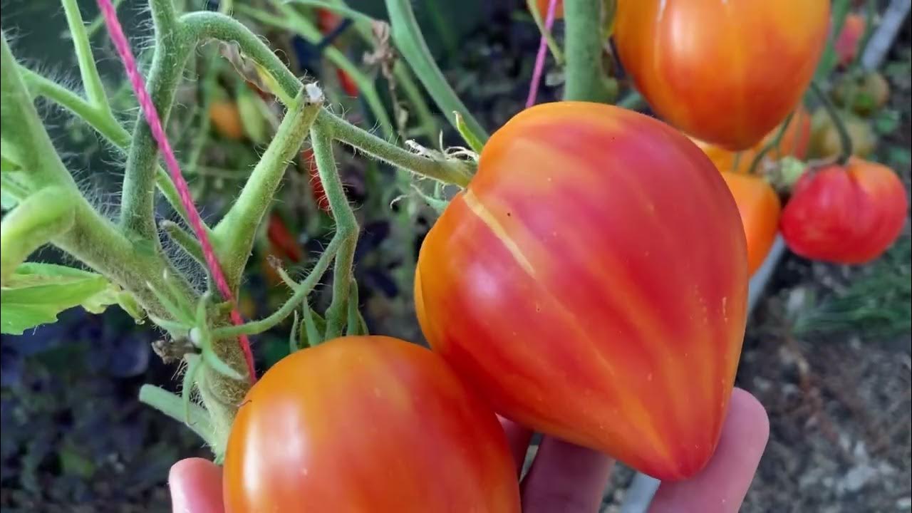 Томат сердце абрикосовой зебры. - YouTube