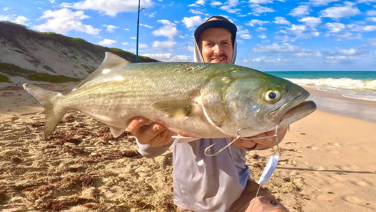 Beach Fishing Tailor WHY didn't I try this Rig sooner !? - YouTube