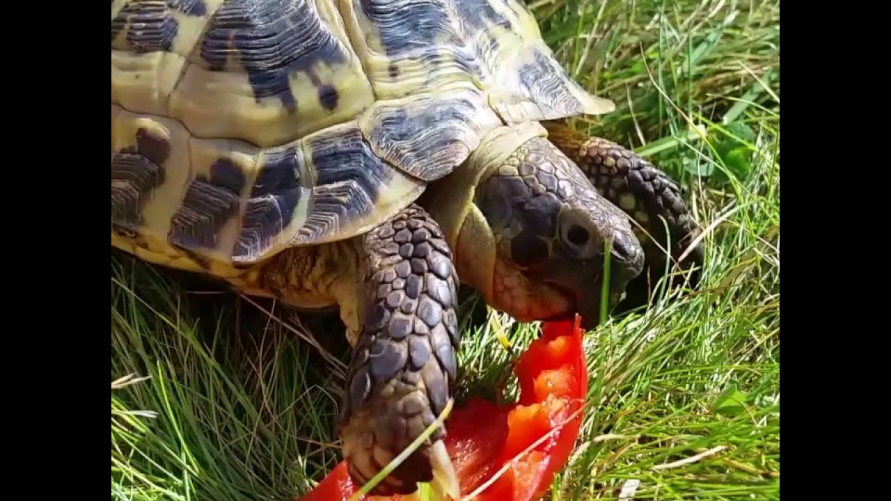 Turtle eating pepper - YouTube