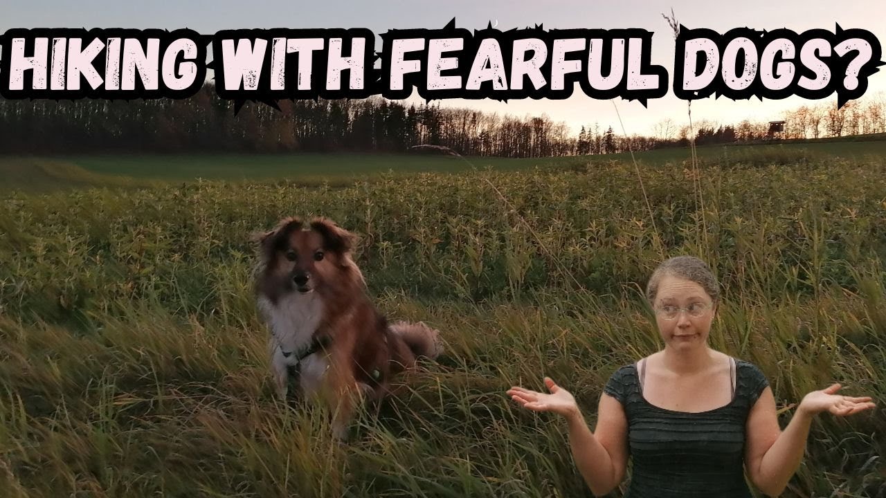 Hiking With A Fearful Dog Is It Possible? - Positive Nature Adventures ...
