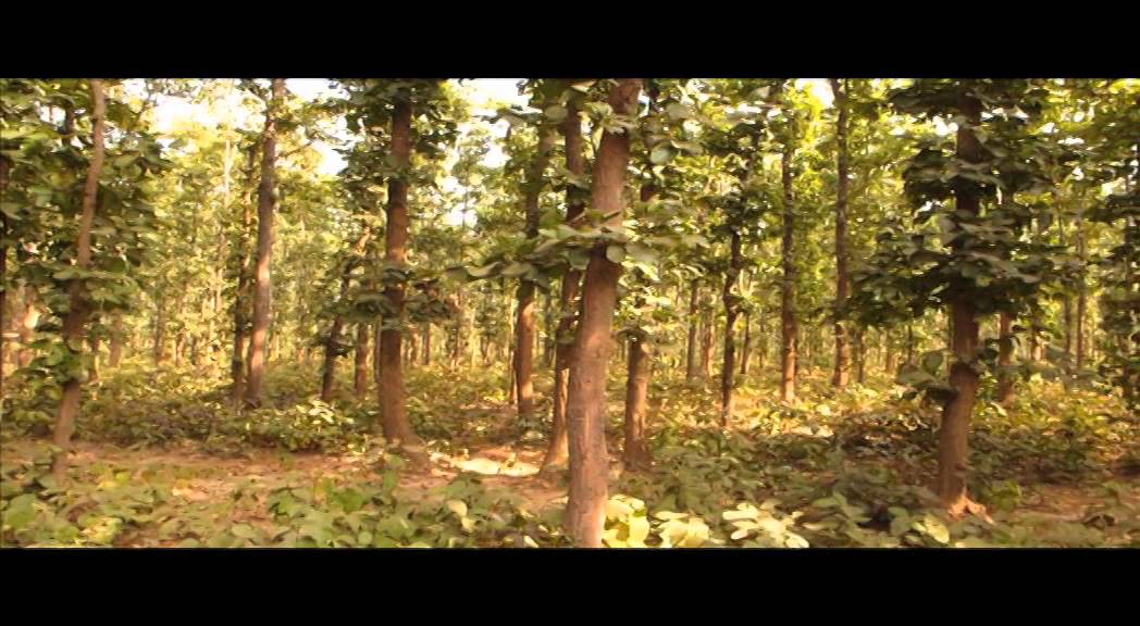 Jhargram Tourist Spot | Entrance of Jhargram | Forest of Jhargram - YouTube