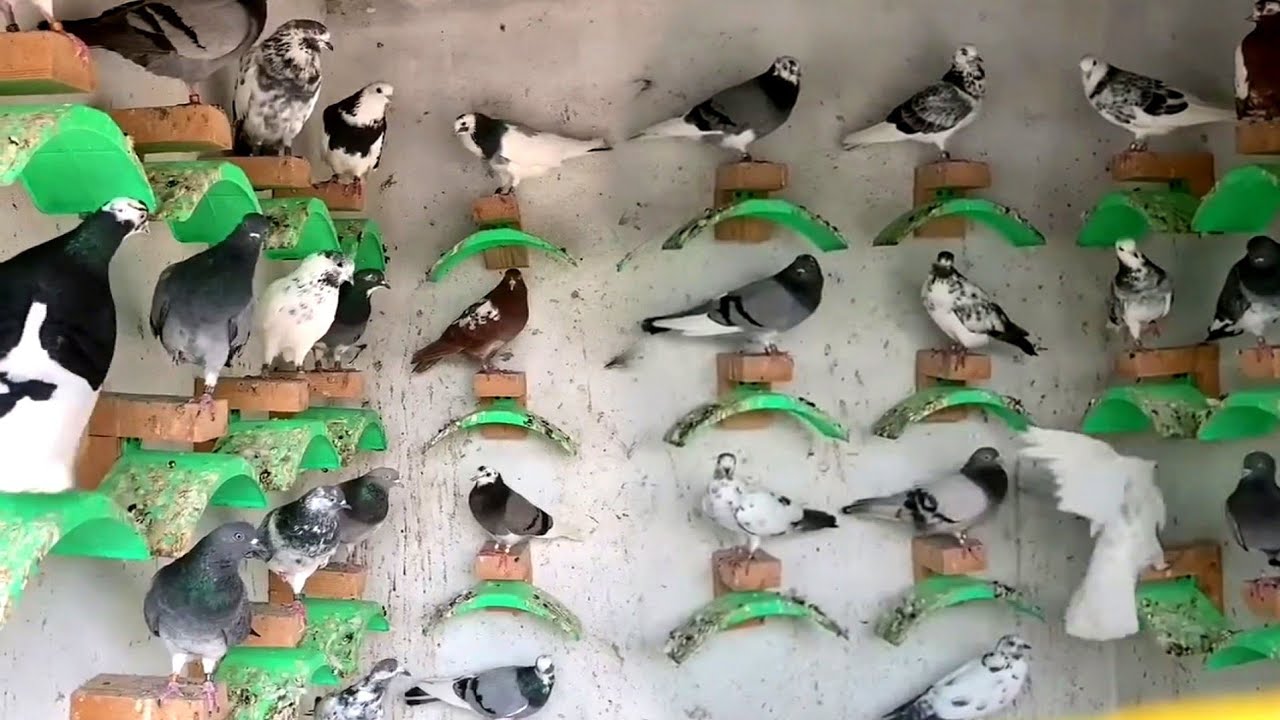 Best Amazing high flying pigeon breeds - Tipplers & indian pigeons ...