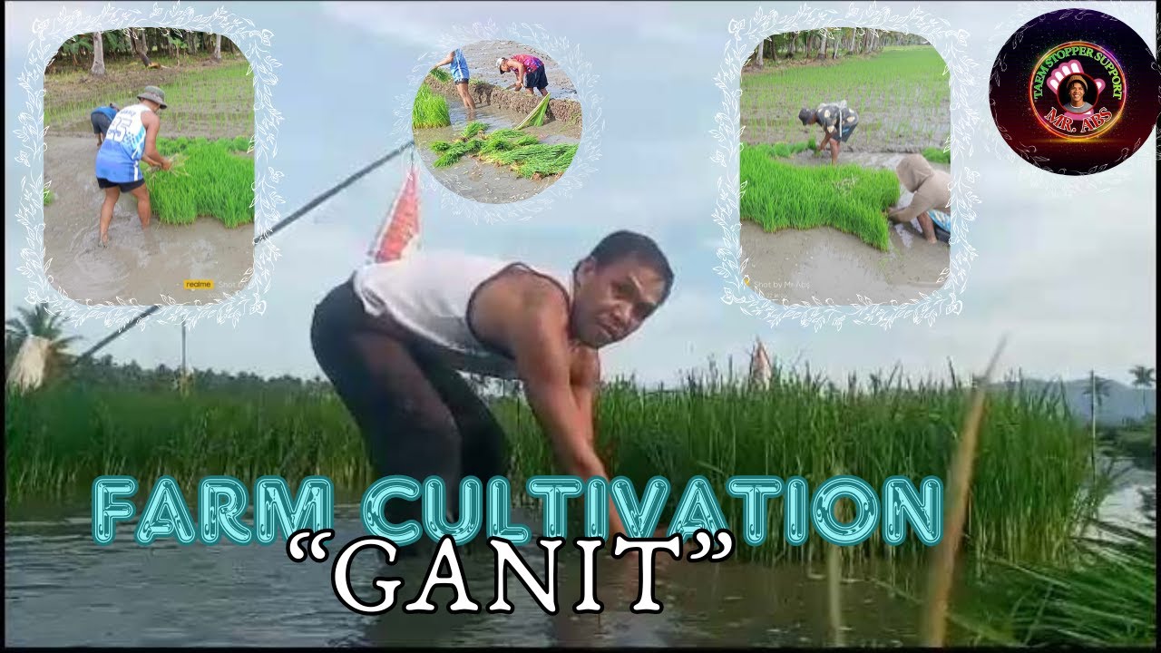 CULTIVATING RICE FARM II "GANIT"-PAG BUNOT NG MGA RICE SEEDLINGS - YouTube
