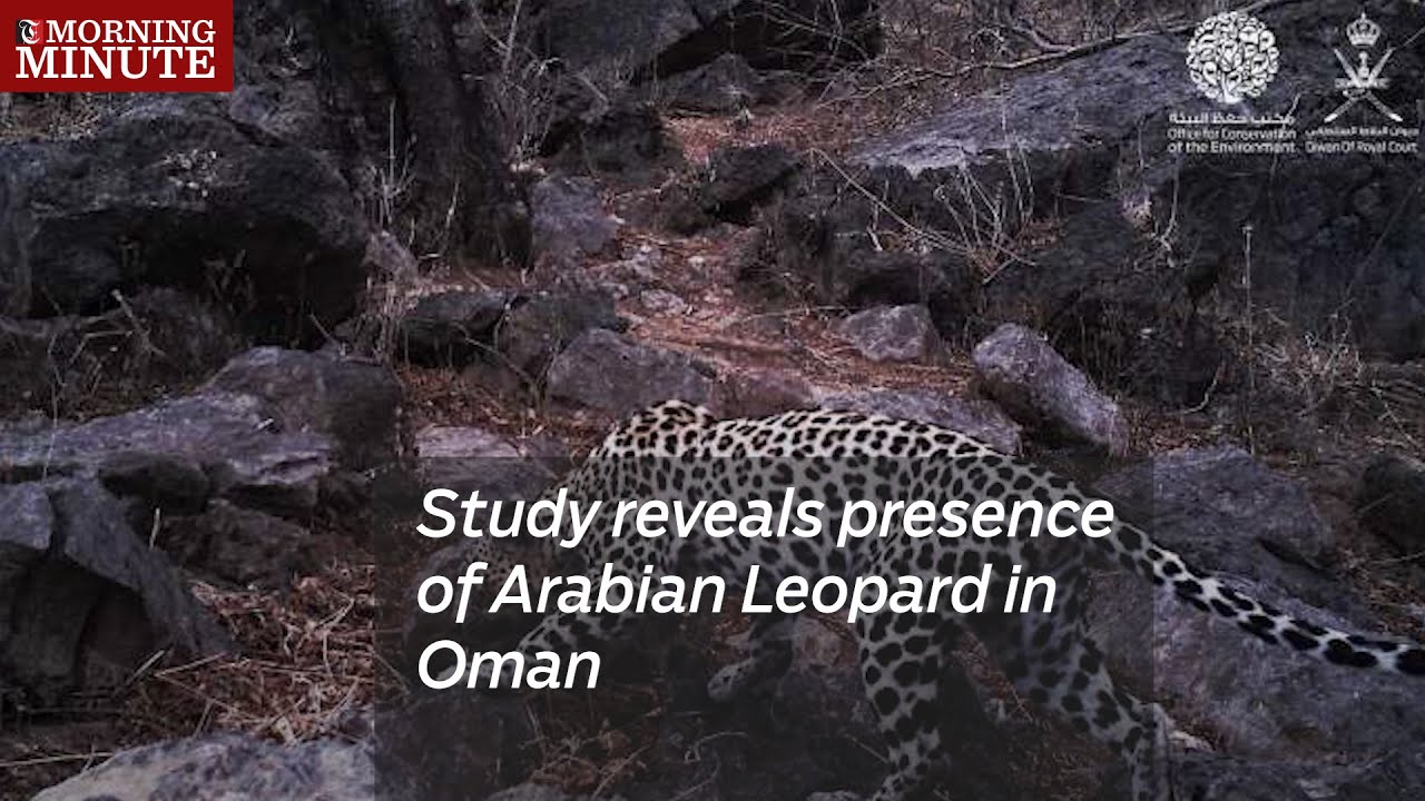 Study reveals presence of Arabian Leopard in Oman - YouTube