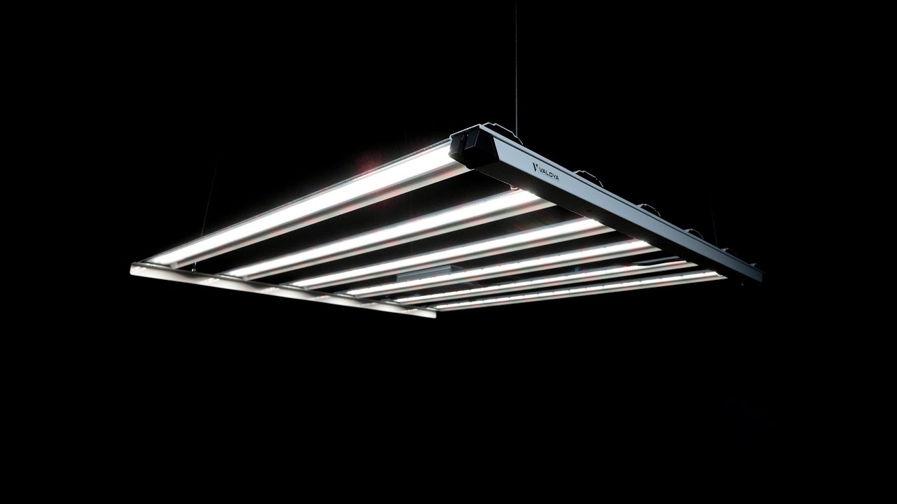 How to Grow Medicinal Cannabis Indoors | Valoya RF-Series Explained ...