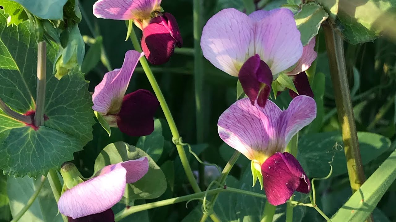 Yabani bezelye çiçeği arılar için çok faydalı ( garden pea pisum ...