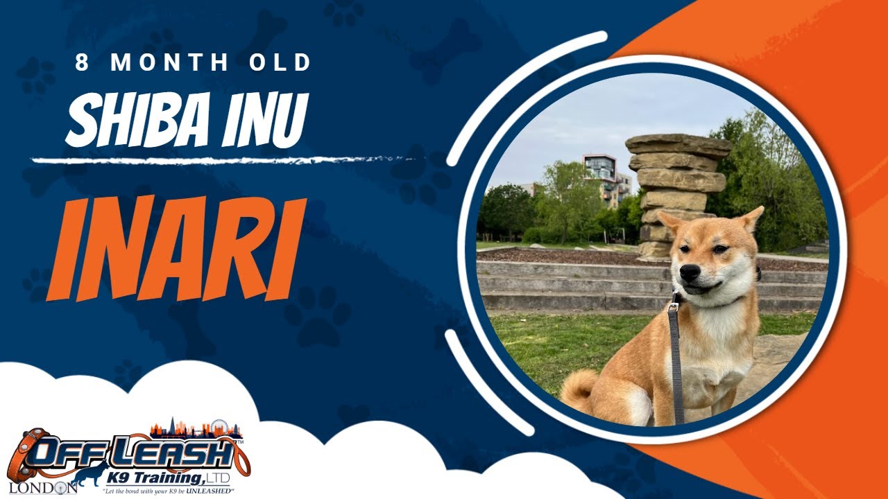 Best Shiba Inu Dog Training | Inari | Dog Training in London - YouTube