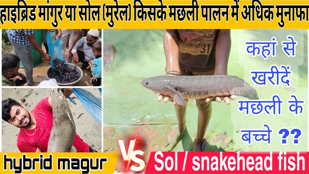 मछली पालन में अधिक मुनाफा देगी यह मछलियां // murrel fish/snakehead fish ...