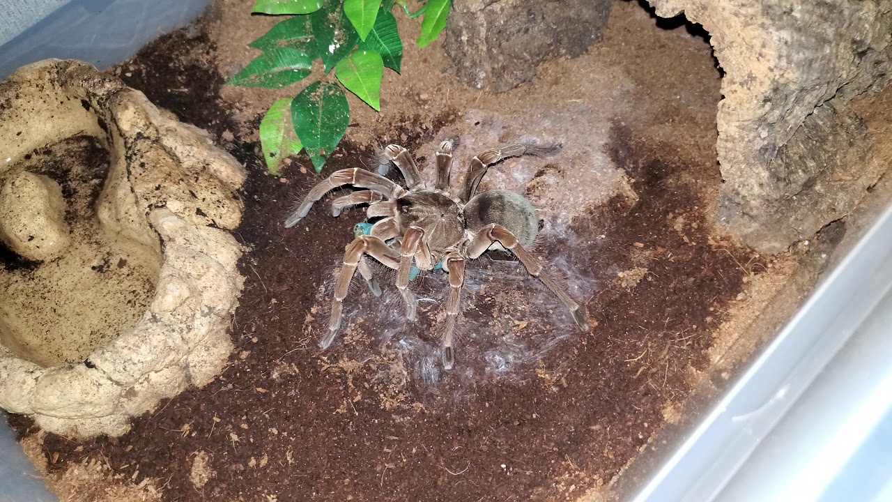 Burgundy Goliath Tarantula, feeding #29 - YouTube