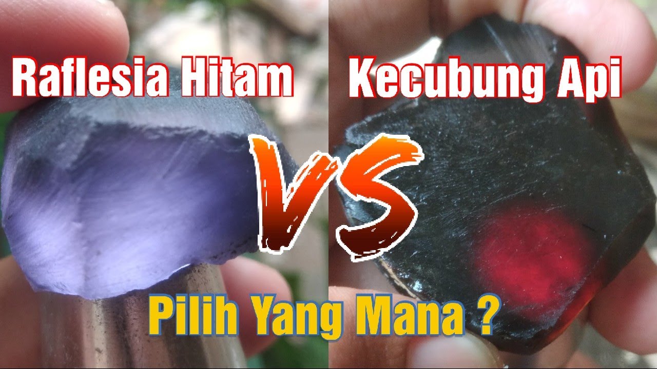 KECUBUNG API VS RAFLESIA HITAM SPEK HITAM SUPER..!!!! - YouTube
