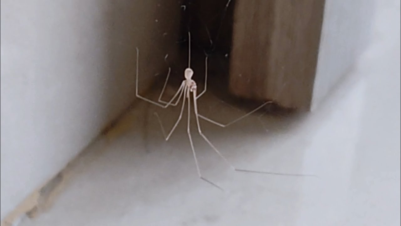 a very smol spider ( no jumpscare ) - YouTube
