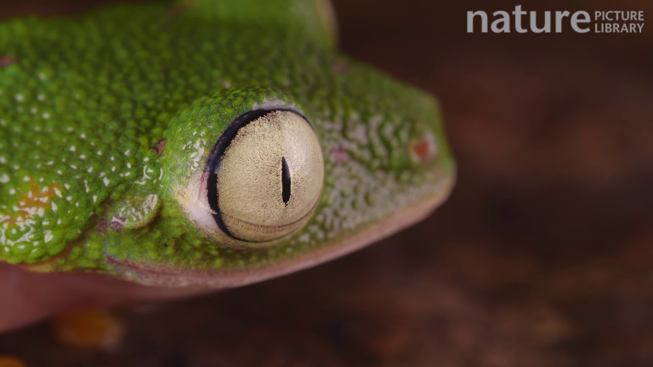 Leaf frog blinking its eyes, Amazon rainforest, Orellana Province ...