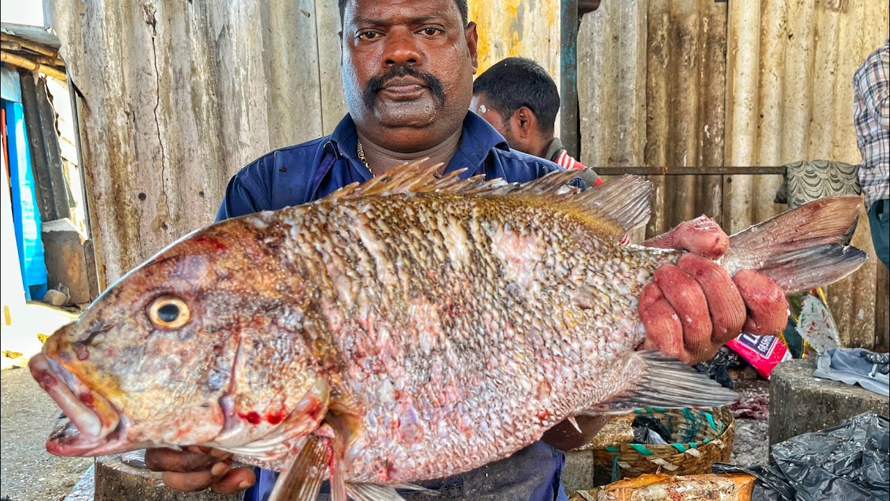 KASIMEDU 🔥 SPEED SELVAM | BIG SIZE KORALI FISH CUTTING VIDEO | 4K VIDEO ...