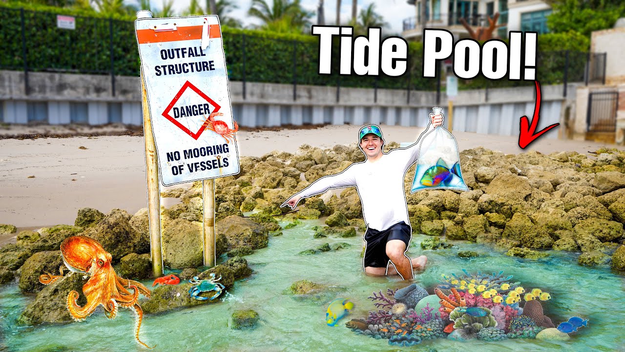 Finding Fish In BEACH TIDE POOL ROCKS For My Aquarium! - YouTube