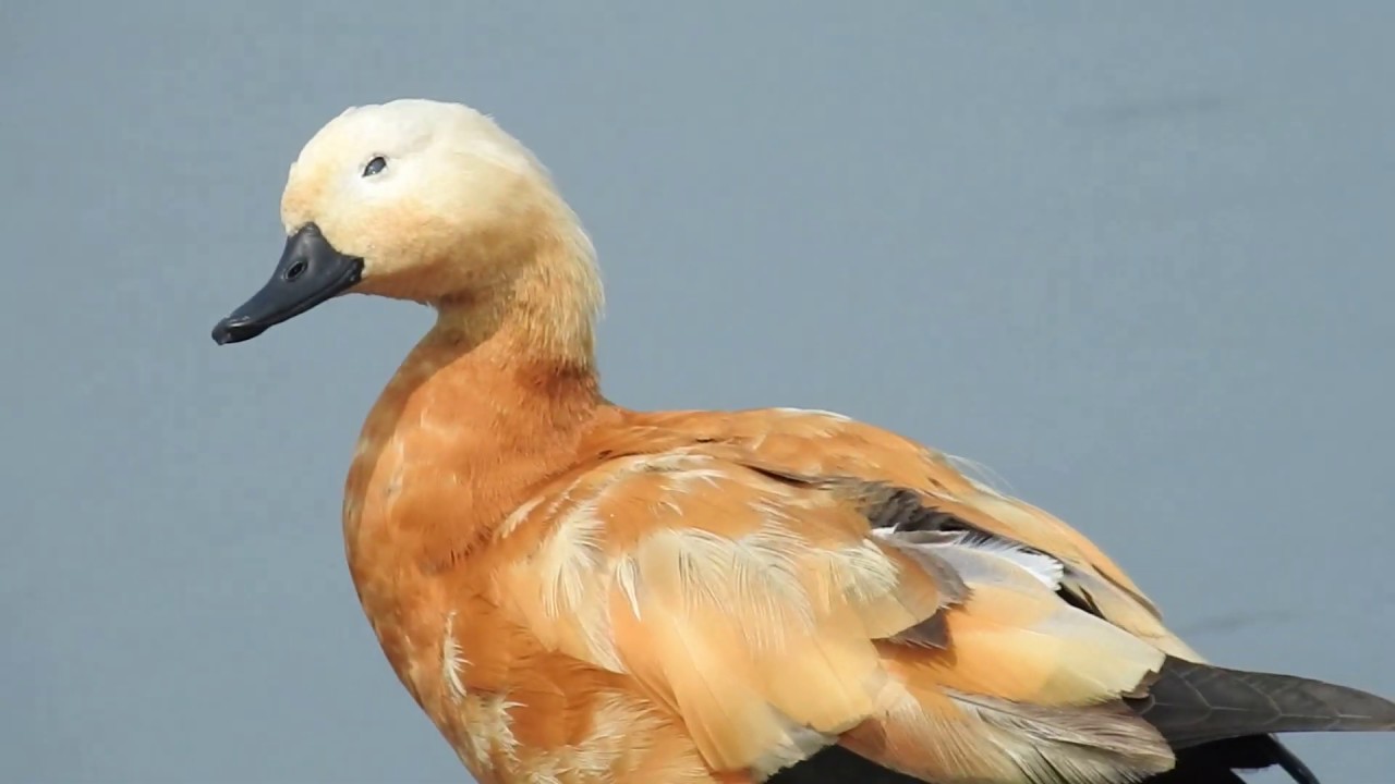 Ruddy shell duck in action - YouTube