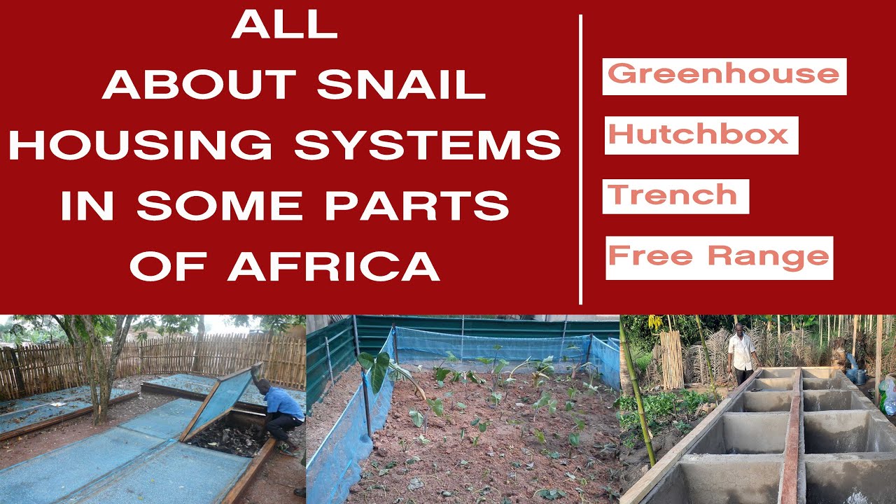 ALL ABOUT SNAIL HOUSING SYSTEMS IN SOME PARTS OF AFRICA | GREENHOUSE ...