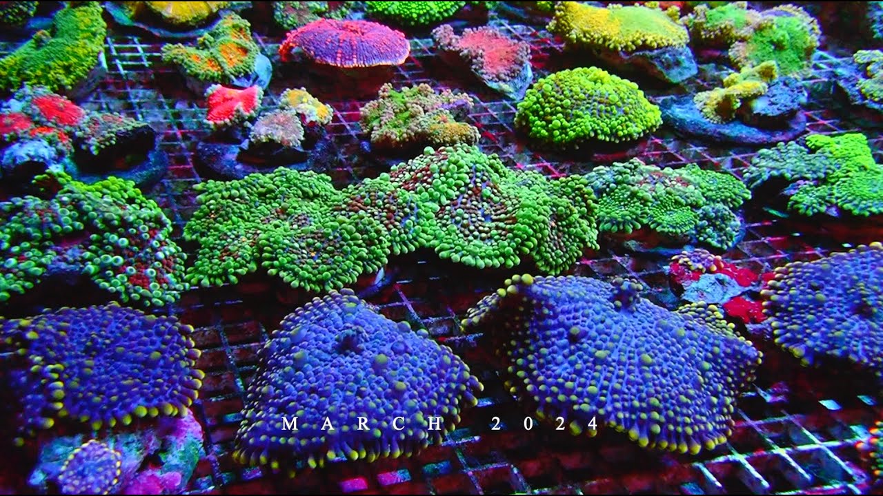 Coral Stock of The Month ~ March 2024 - YouTube