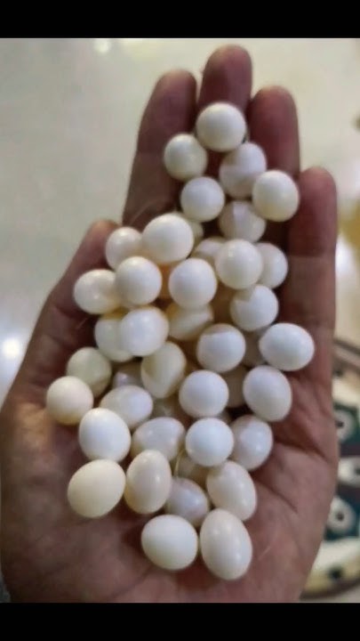 Dozens of java sparrow eggs in my hand.. #egg #javasparrow #birds - YouTube