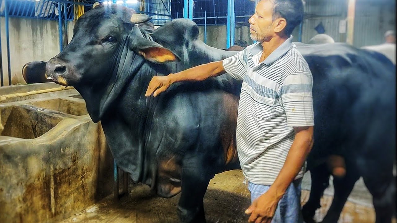 Awesome Black Bull & Nukra Pakra Bull Collection • Eid UL Adha 2024 ...