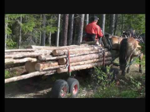 Horse logging in Swedish Lapland.wmv - YouTube