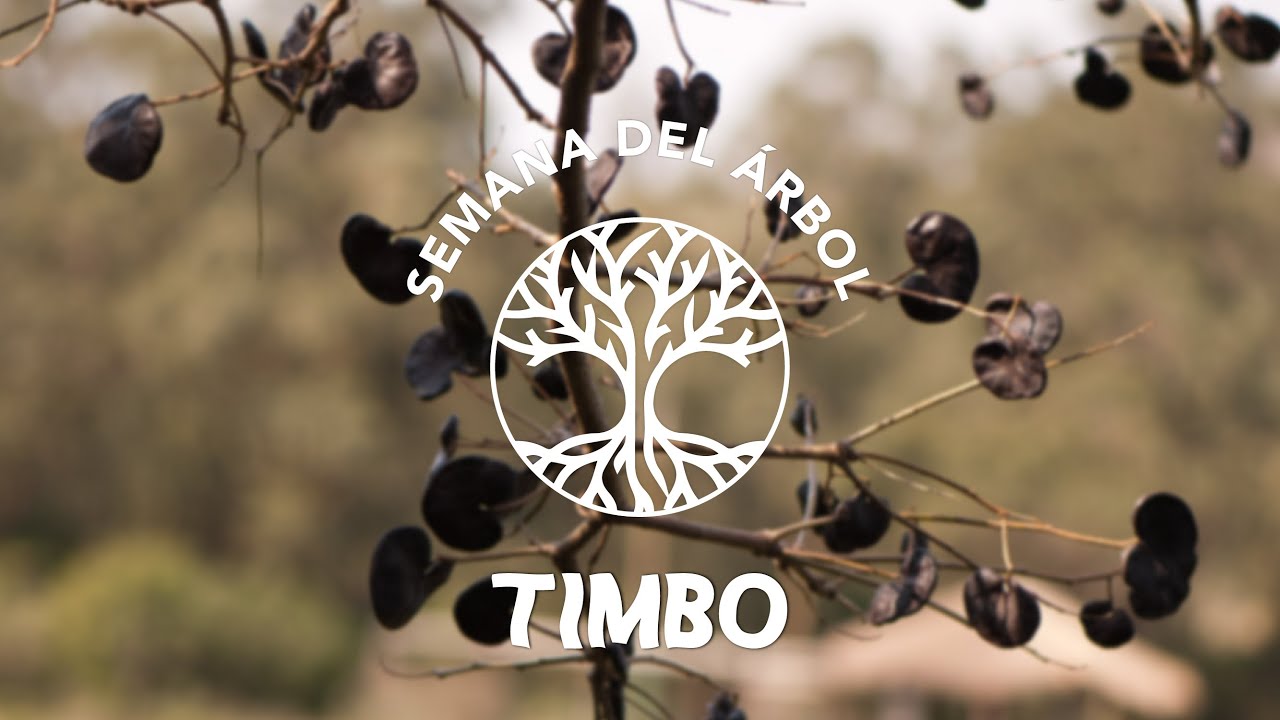 Timbó - Pacará - Oreja de Negro | Árbol Nativo de la Cuenca del Río de ...