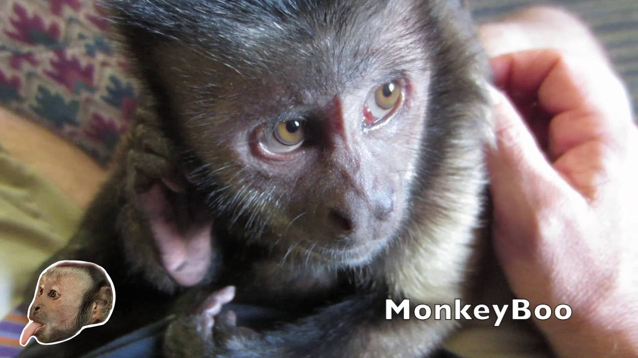 Capuchin Monkey Up Close Look - YouTube