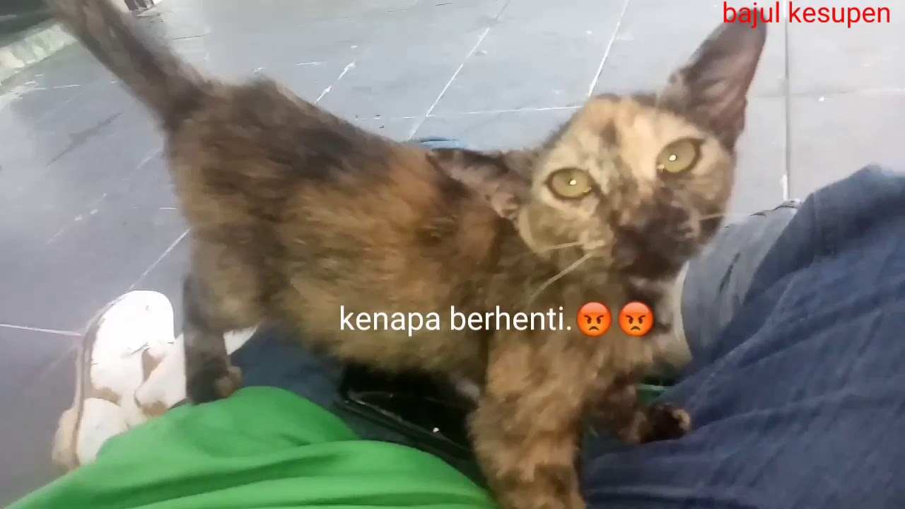 Keseruan bersama kucing kesayangan - YouTube