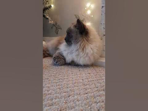 Ragdoll cat - YouTube