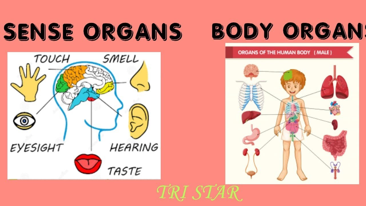 Human Sense Organs Organs Of The Human Body External Organs And human-sense-organs-organs-of-the-human-body-external-organs-and