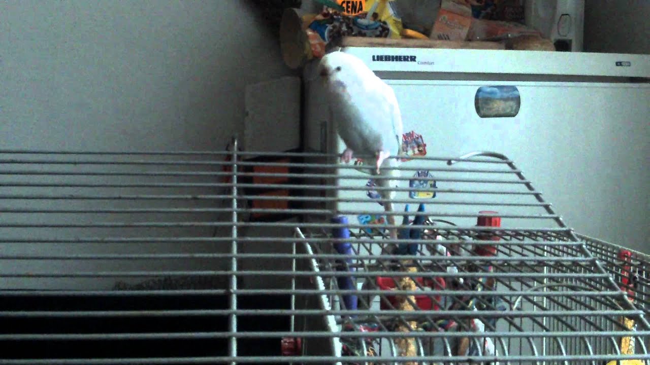 Andulka Andula!!Jen tag zevl !!:).AVI - YouTube